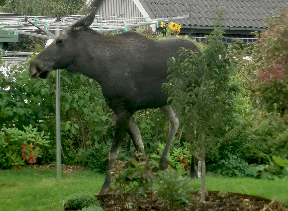 Bara bilder, inga ord. Använd PM om ni har frågor till den som lade upp ...