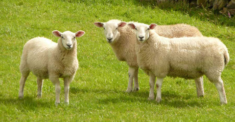 Grannens djur på min tomt. | Byggahus.se