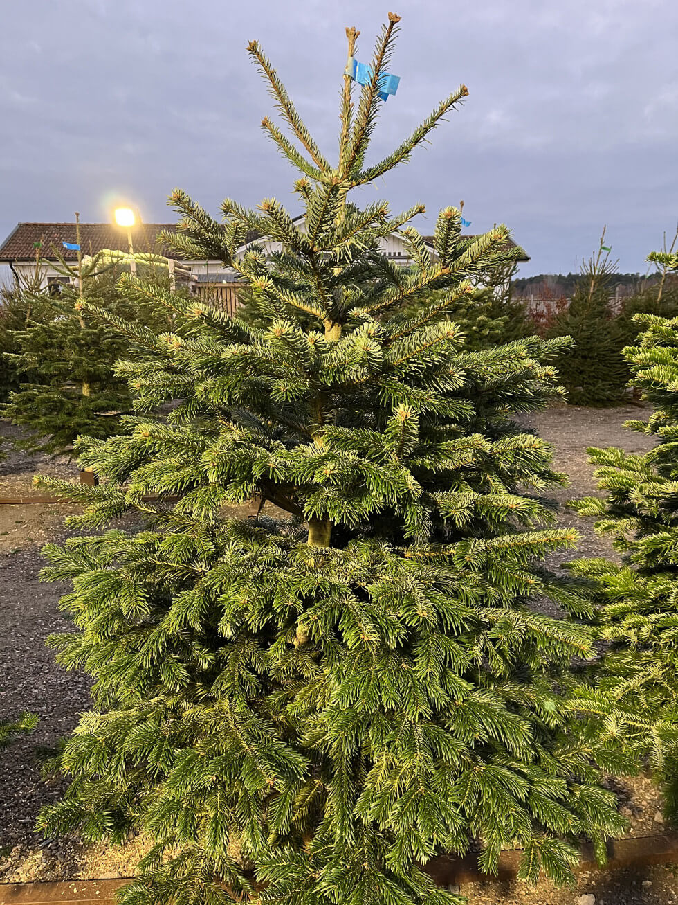 Välja bästa julgranen | Byggahus.se