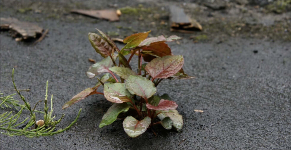 Bekämpa parkslide effektivt – glyfosat vs andra metoder | Byggahus.se