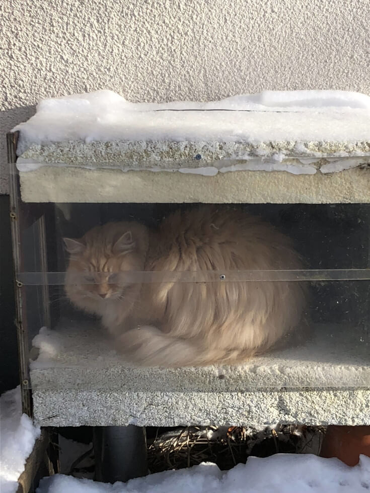 Så inreder du huset optimalt för din katt – expertens bästa råd ...