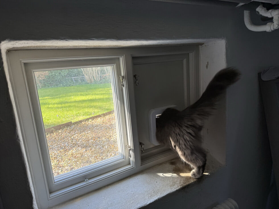 Så inreder du huset optimalt för din katt – expertens bästa råd ...