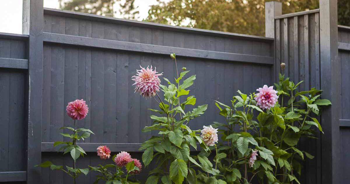 Bygg ett plank som skydd - gör det själv | Byggahus.se