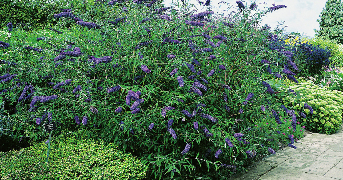 8 snabbväxande buskar till trädgården | Byggahus.se