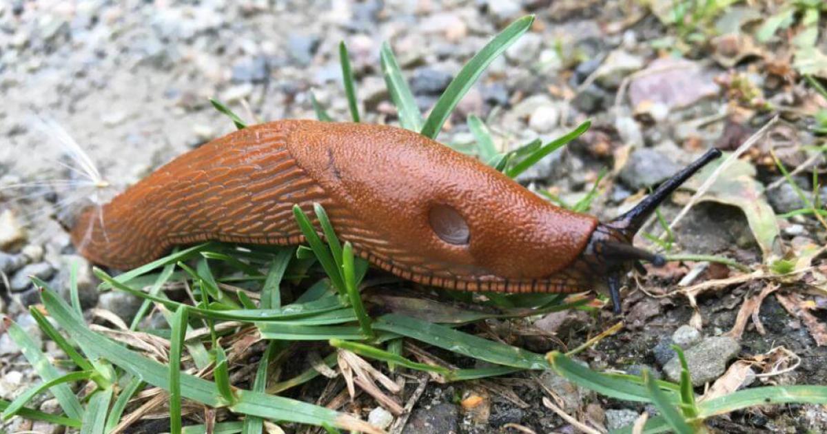 Faror i trädgården - Byggahus.se