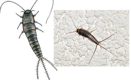 Ny sorts silverfisk påträffas över hela landet | Byggahus.se