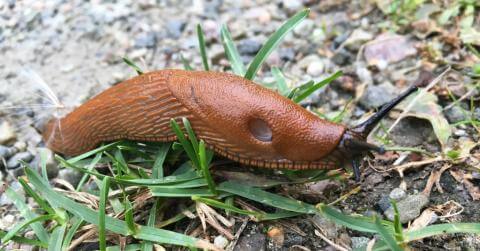 Mördarsniglar - 15 knep för att bli av med dem | Byggahus.se