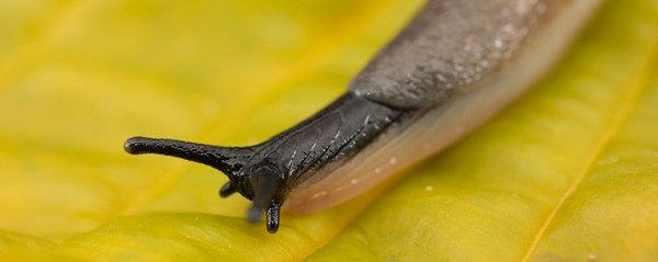 Hur snabb är en snigel? - Byggahus.se