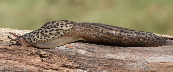 Hur snabb är en snigel? - Byggahus.se